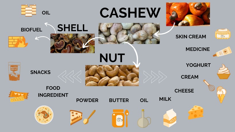 Cashew production in Nigeria | Agriculture Nigeria