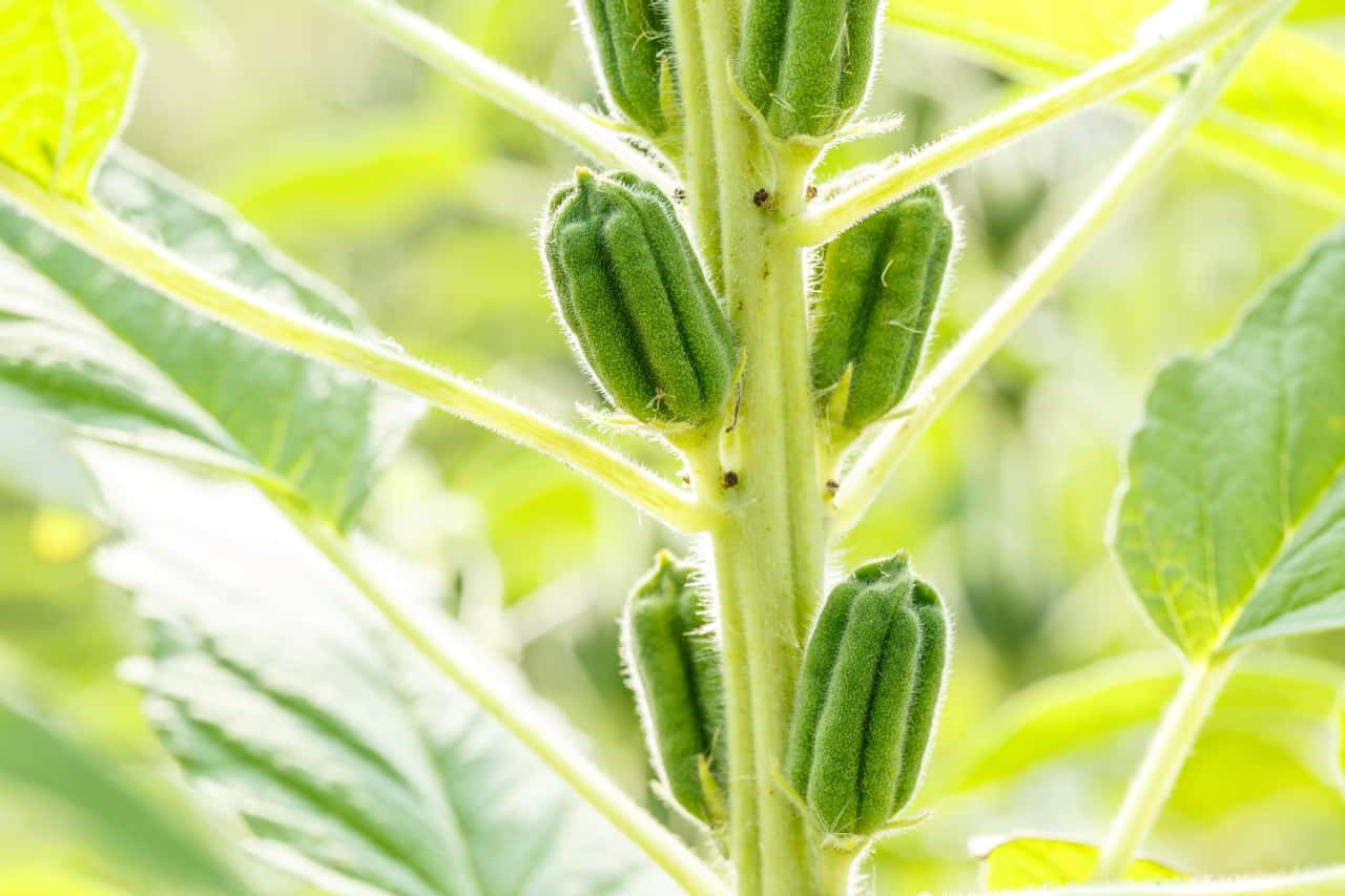 Sesame Production I Step By Step Guide I Available Market I Trade Sesame Production I Step By Step Guide I Available Market I Trade