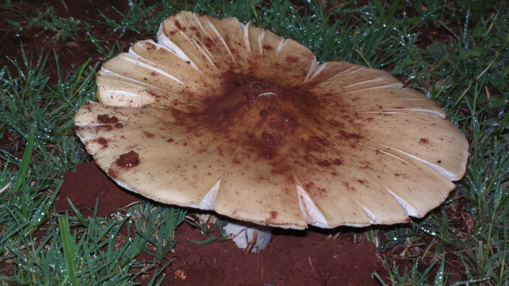 Mushroom - Agriculture Nigeria