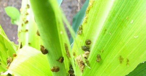 Most important Pest and Diseases of Maize (Zea mays) - Agriculture Nigeria