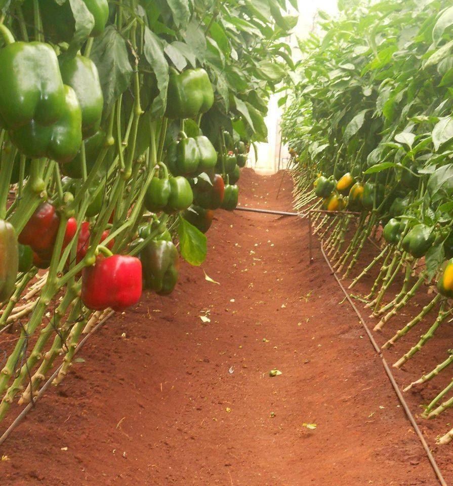 Screen House Sweet Pepper Production in Nigeria - Agriculture Nigeria