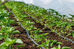 Screen House Sweet Pepper Production in Nigeria - Agriculture Nigeria