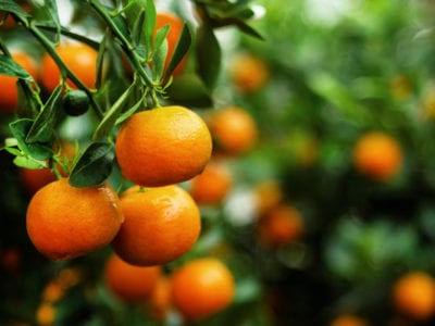 TANGERINE PRODUCTION - Agriculture Nigeria