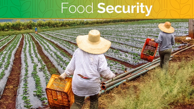 FOOD SECURITY |4 Dimensions of food security | - Agriculture Nigeria