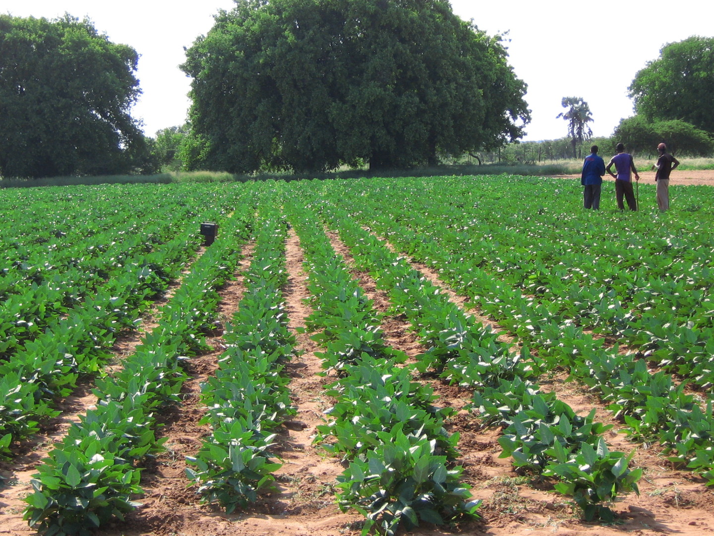 Tropical Ariculture - Cowpea - Agriculture Nigeria