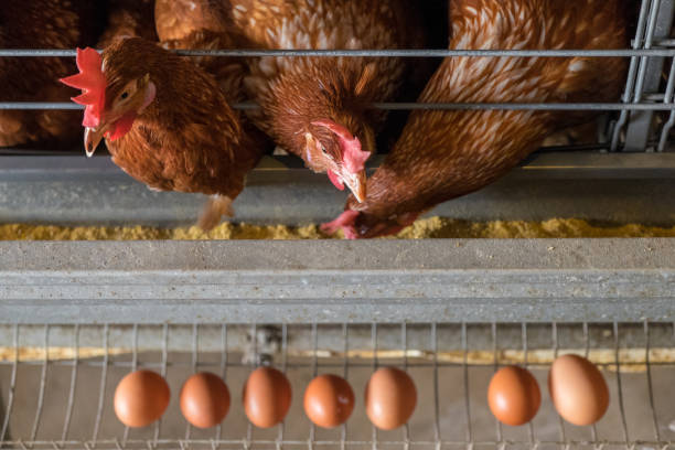 How to Raise Healthy Poultry for Egg Production in Nigeria ...