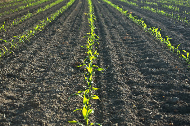 Step-by-Step Guide on Cultivating High-Yield Maize in Nigeria ...