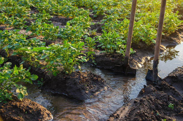 Maximizing Crop Yields: A Guide to Effective Irrigation Systems in ...