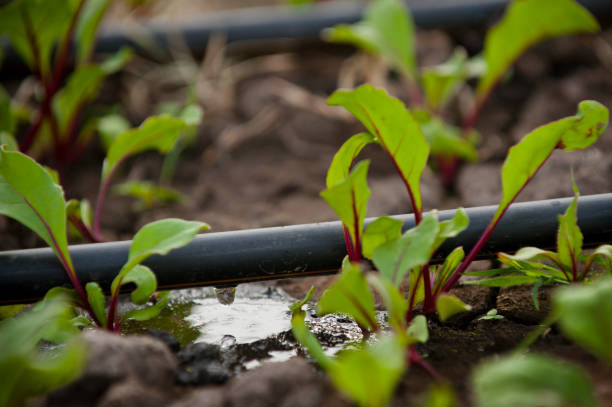 Eco-Friendly Farming: 5 Powerful Irrigation Techniques for Dry Season ...