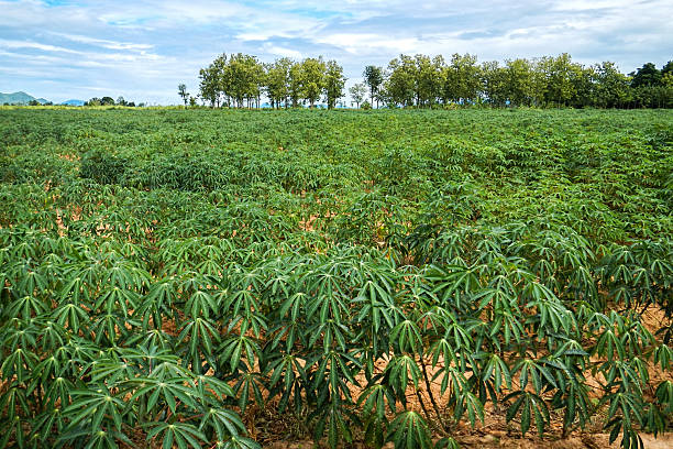 Cassava Farming Revolution: Exploring 5 Economic Opportunities in ...