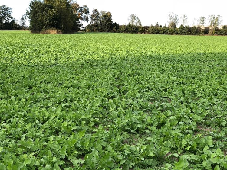 Effective Sustainable And Organic Practices For Nigerian Agriculture 8