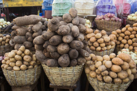 Yam Production In Nigeria - Agriculture Nigeria