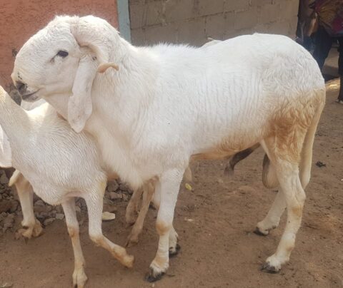 7 Steps to Ram Farming for Profitable Success: The Ultimate Guide for ...