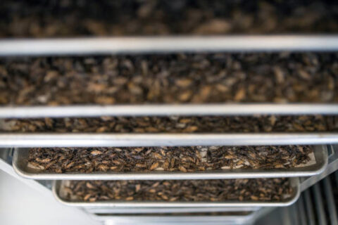 Profitable Insect Farming: 5 Steps to Start High-Protein Animal Feed ...